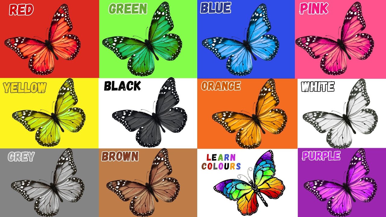 Colors Song for Toddlers | Learn Butterfly Colors Song with Sound | # ...