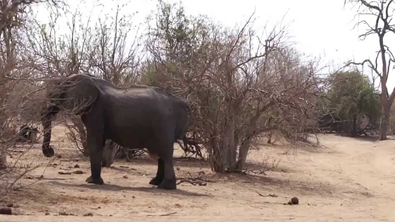 Elephant giving birth during safari tour (Elefanten föder barn ...