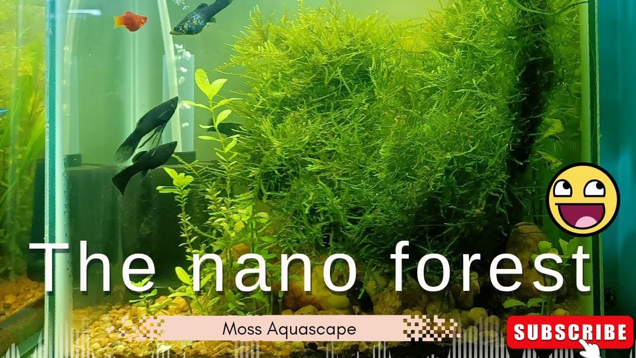I Made a Nano Forest(Moss Aquascape) inside my room😮😲😰🤯//#aquascape# ...