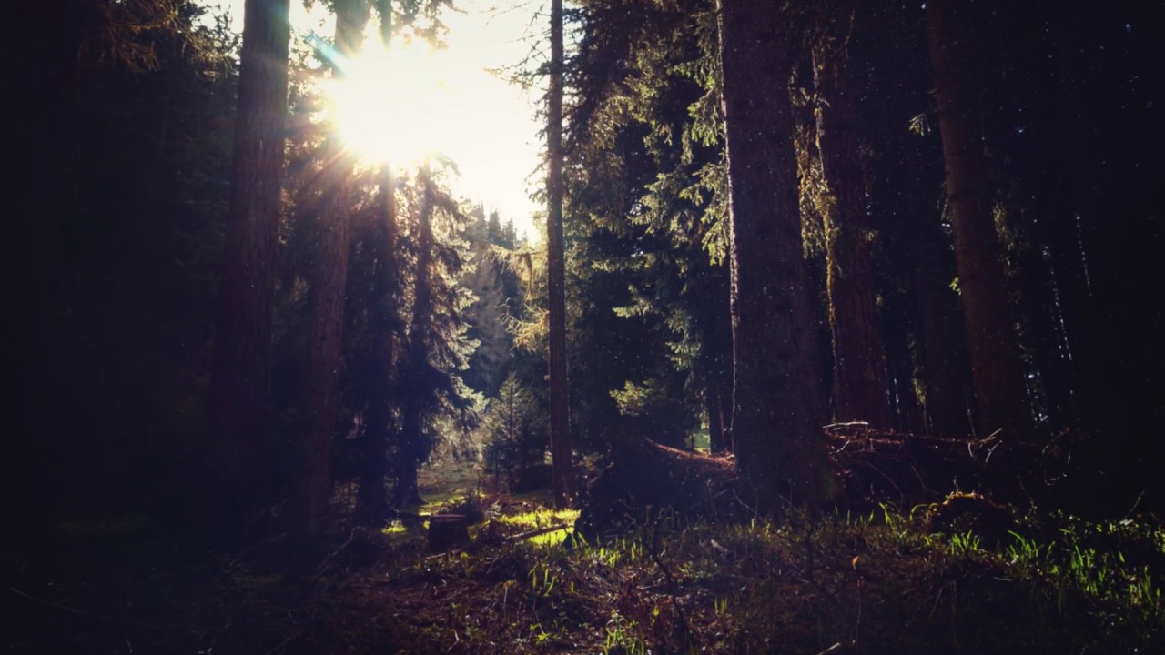 The Woods: 4K Living Background | Relaxing Motion Graphics - YouTube