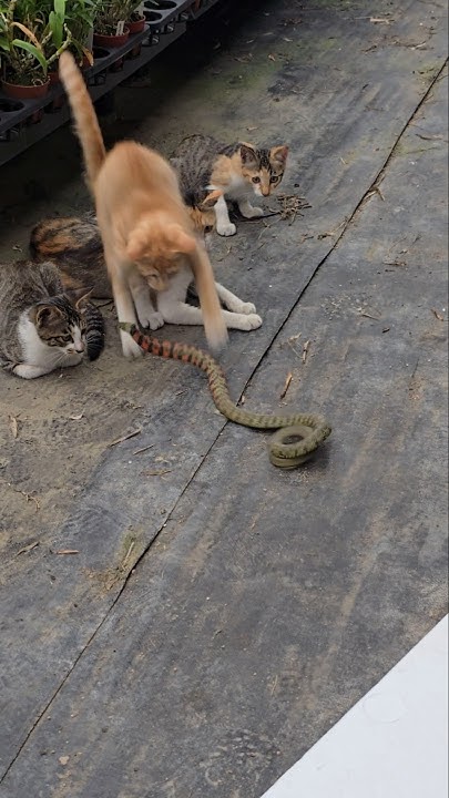 Snake vs Cat - YouTube