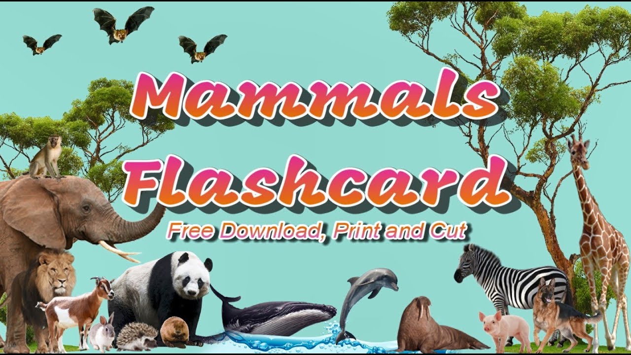 Mammals Flashcard free Download - YouTube