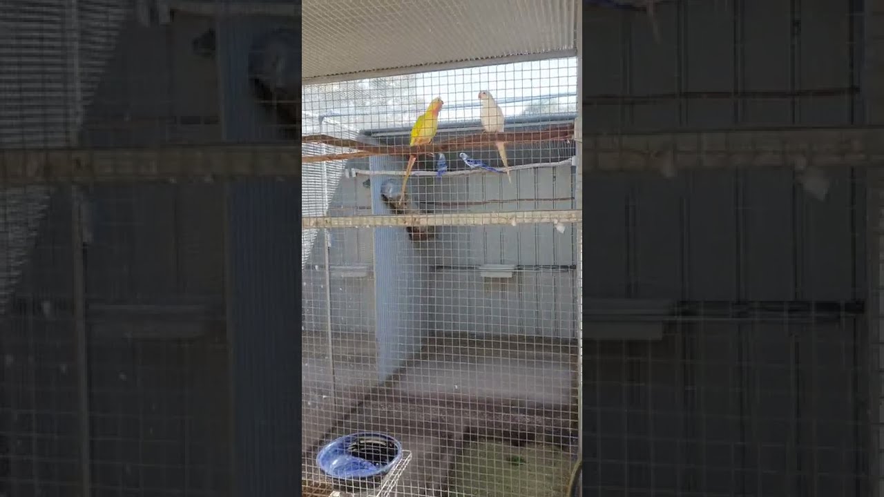 Beautiful pair of princess parrot | Mating behavior of parrots. #shorts ...