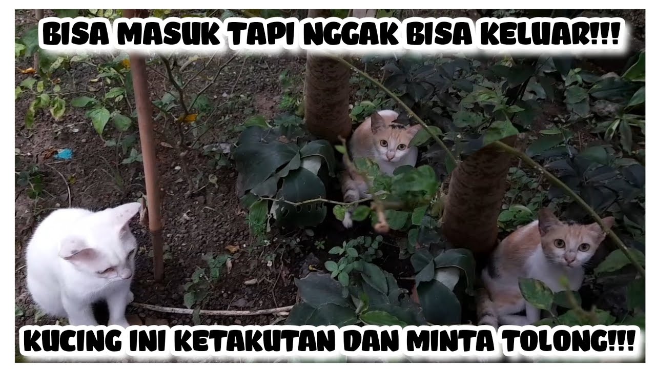 KUCING MEONG MEONG TERIAK-TERIAK MINTA TOLONG UNTUK DI KELUARKAN DARI ...