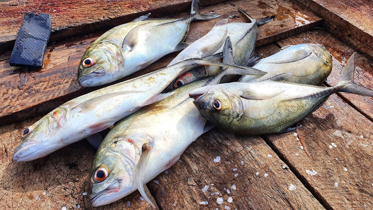 WoW Fresh Yellowfin Trevally Fish Cutting | Trevally Fish Cutting into ...