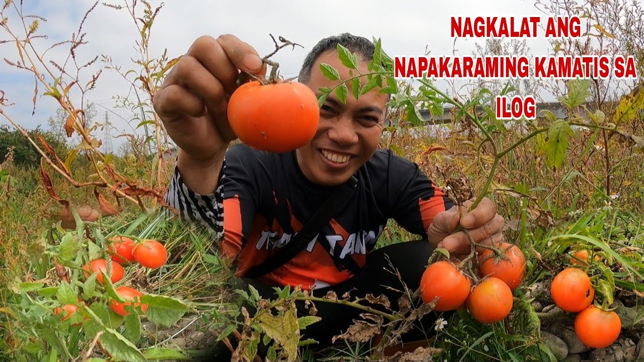 GRABE DI KO AKALAIN NA GANITO KARAMING KAMATIS MAKUKUHA NMIN SA ILOG ...