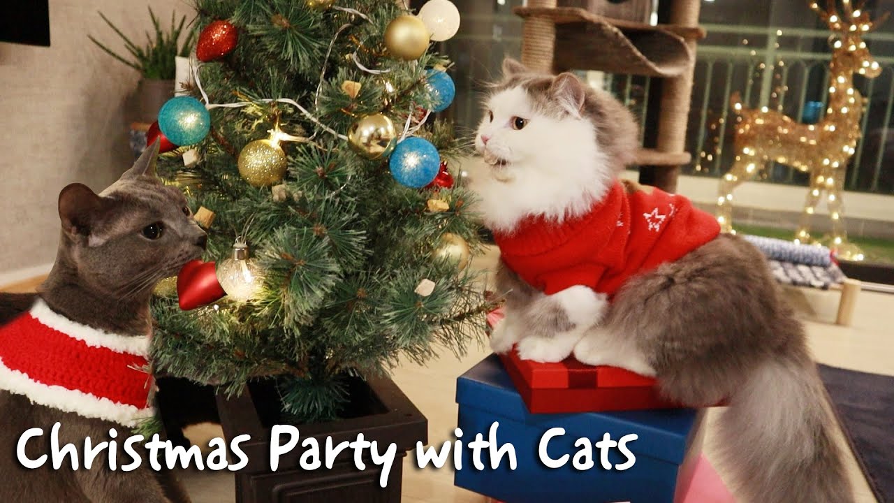 Christmas Party with Cats - YouTube
