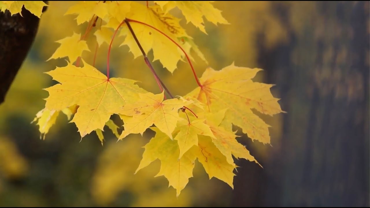 George Winston - Autumn Longing (Visualizer) - YouTube