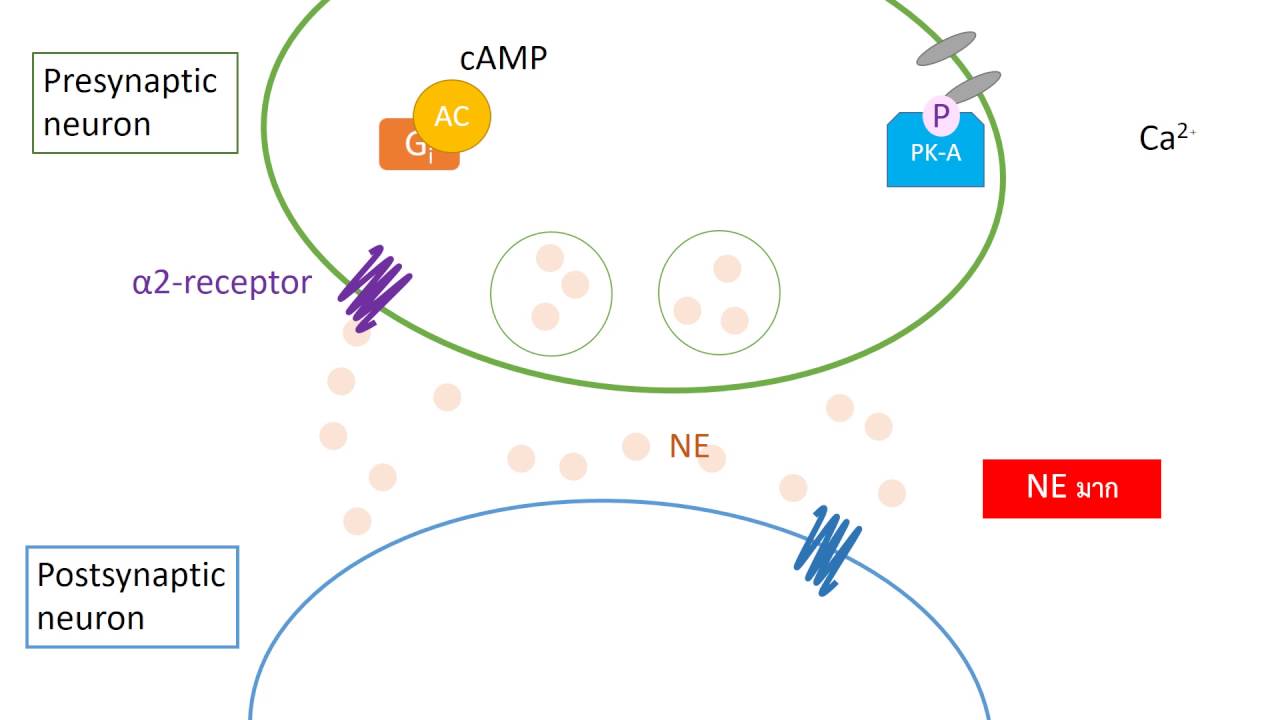 Adrenergic Receptor Alpha 2 Youtube