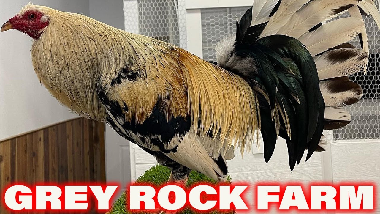 CALIFORNIA !! Grey Kelso Beautiful Birds GREY ROCK FARM - Farm Visit ...