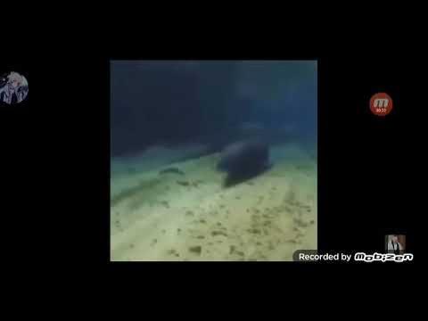 Capybara Intro - YouTube