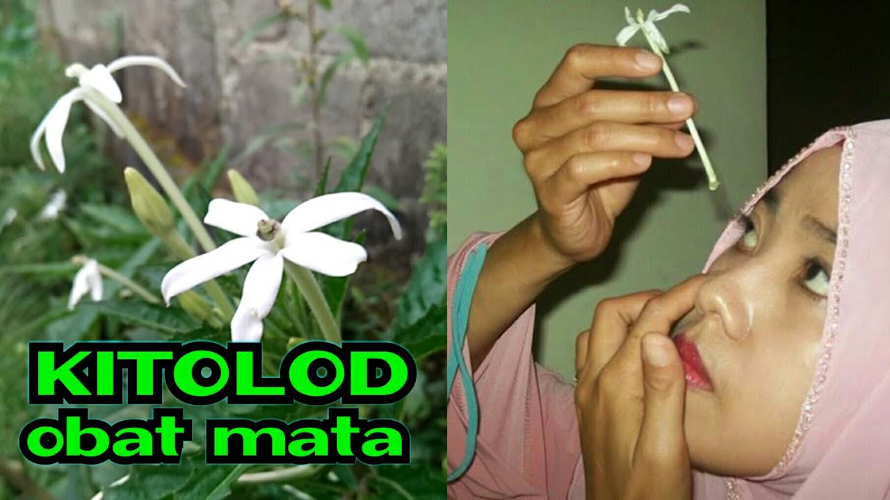 Bunga kitolod untuk obat mata - YouTube
