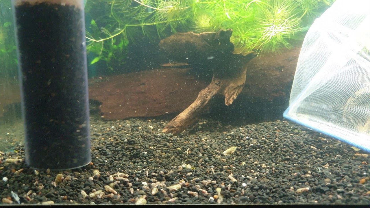 Quick Easy Snail Removal With Siphon - YouTube