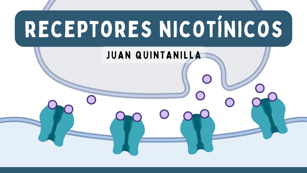 RECEPTORES NICOTÍNICOS: Estimulantes y Bloqueantes Ganglionares ...