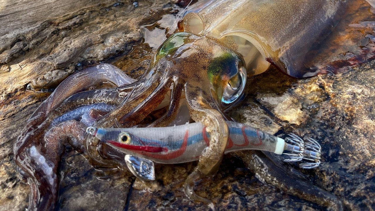 This Squid Jig Always Catches Squid!! - YouTube
