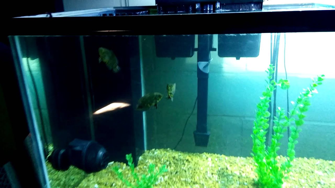 200 gallon tiger Oscar tank - YouTube