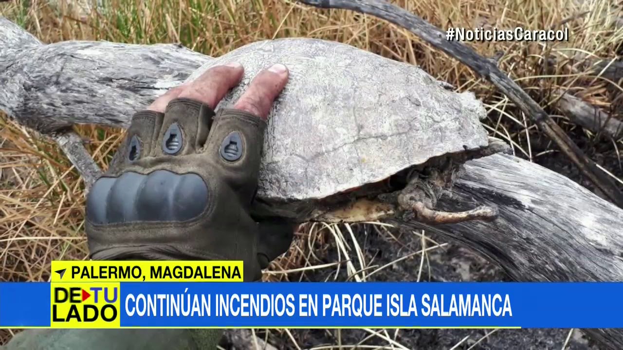 Incendio en Parque Isla Salamanca: animales calcinados dejan en ...