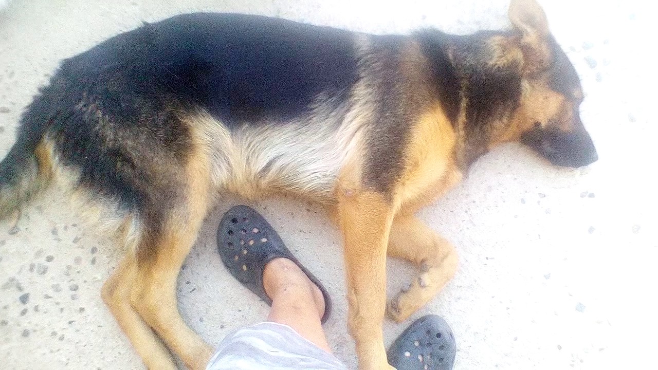 Perros peleando por amor - YouTube