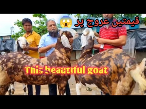 Bakr mandi High price of animal||Today bakra or chatra price - YouTube