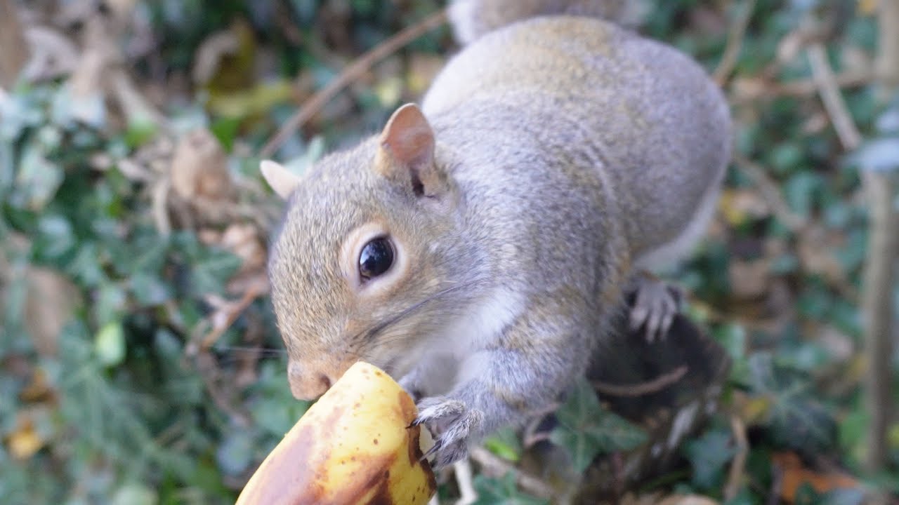 CHEEKY SQUIRREL Jumping Fence and Eating Banana! ️🐿🥰 - YouTube