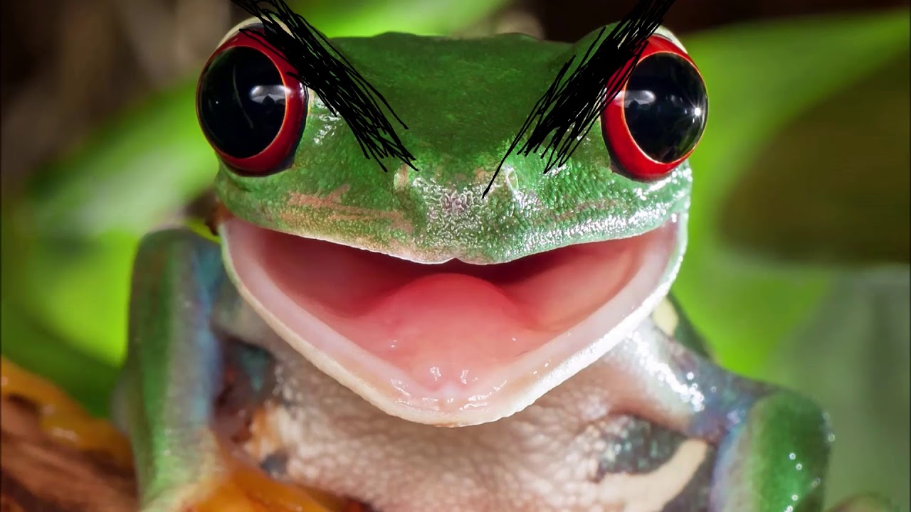 Froggo's Return! - YouTube