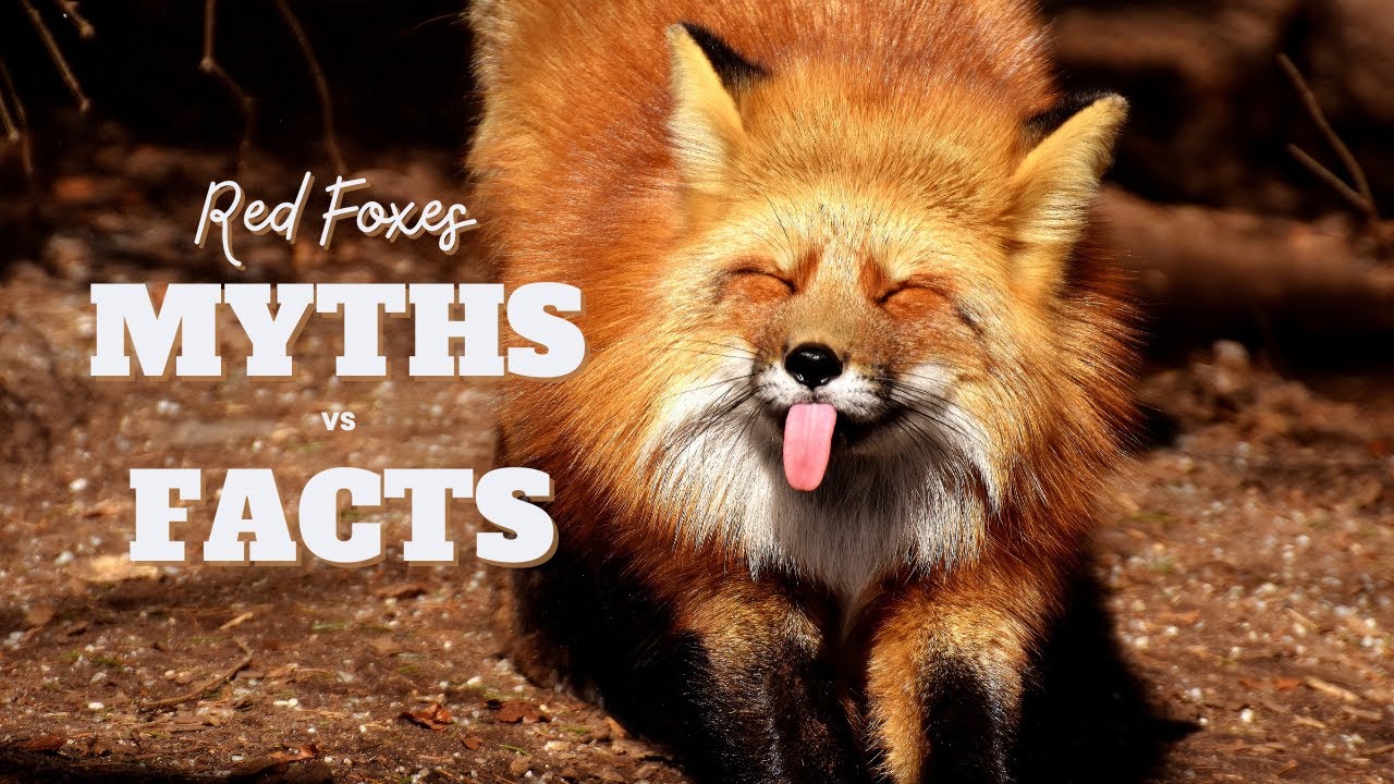 Unraveling the Mysteries of the Red Fox: Myths vs. Facts - YouTube