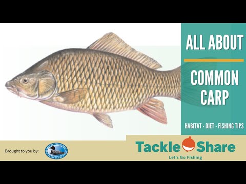 What Insects Do Common Carp Eat