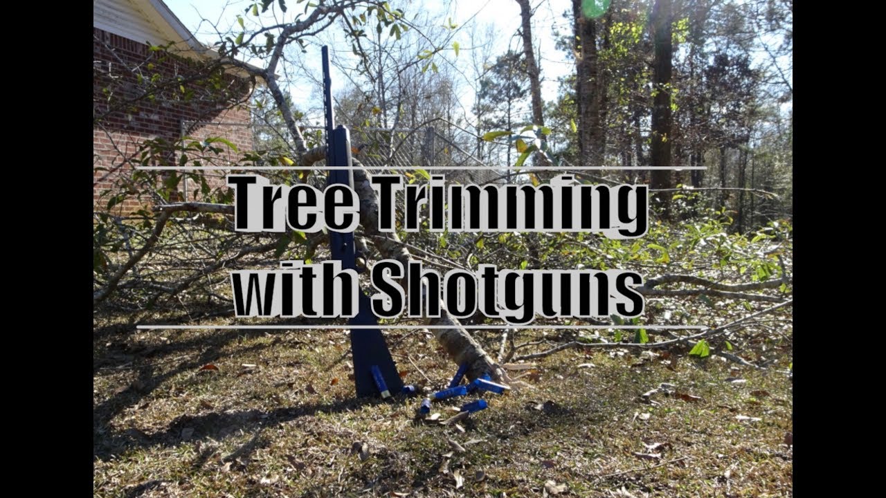 Tree Triming - YouTube