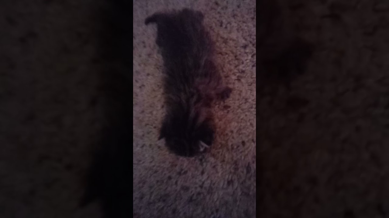 Pretty Litty Kitty Gets to Play Inside - YouTube