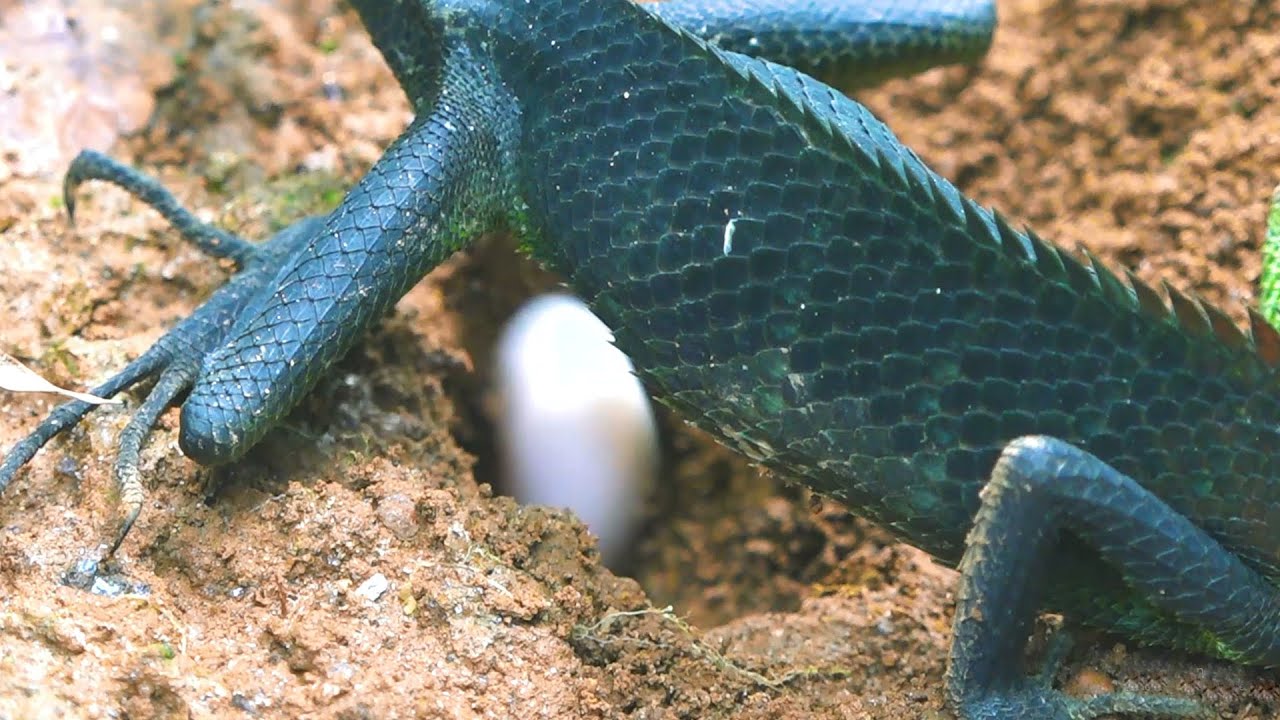 You Won't Believe How This Mother Lizard Lays Eggs! - YouTube