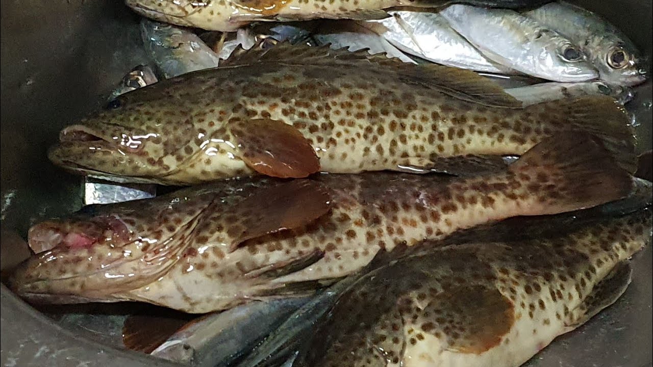 sharjah uae fishing adventure... grouper/rabbit fish/hamour rock ...