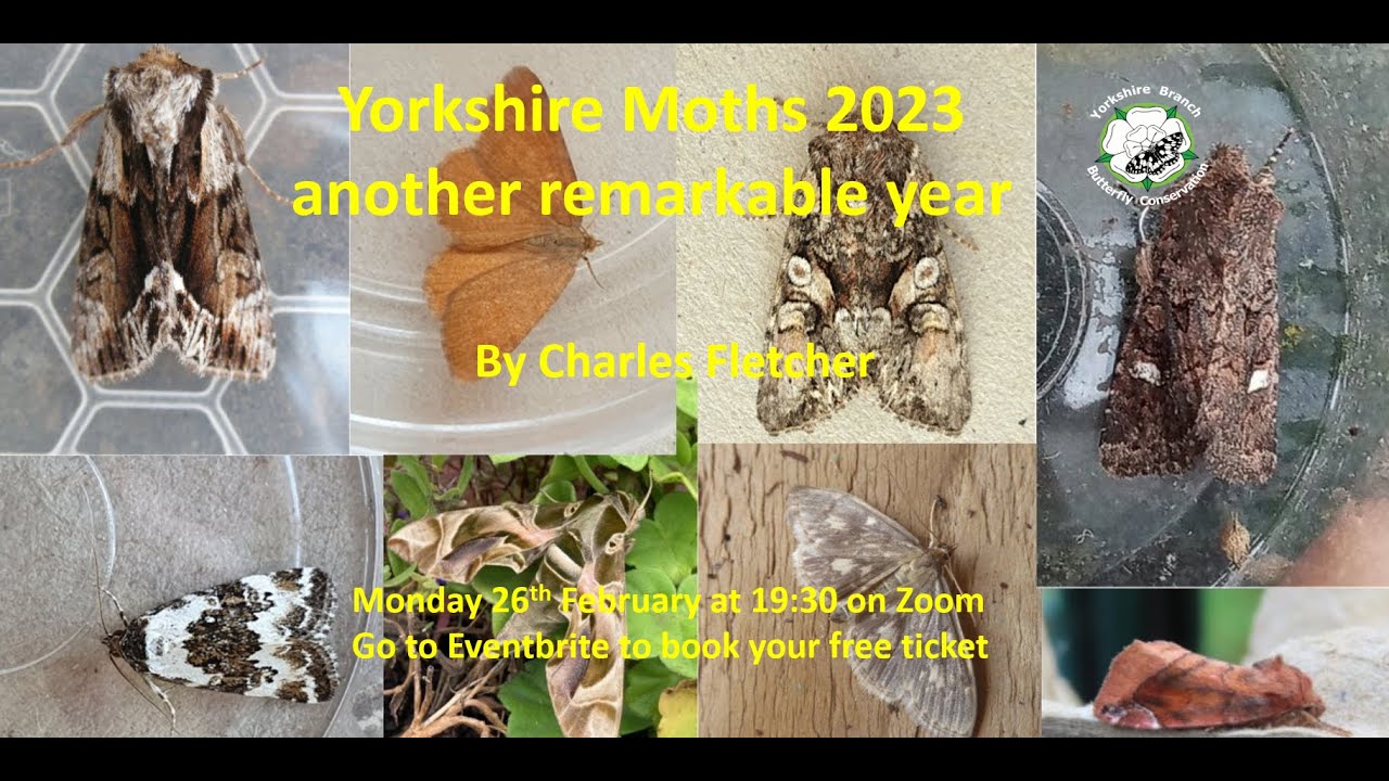 Yorkshire Moths 2023 - YouTube