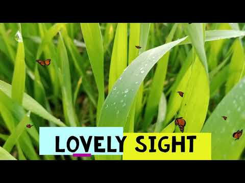 beautiful leaves of tree, WhatsApp status..