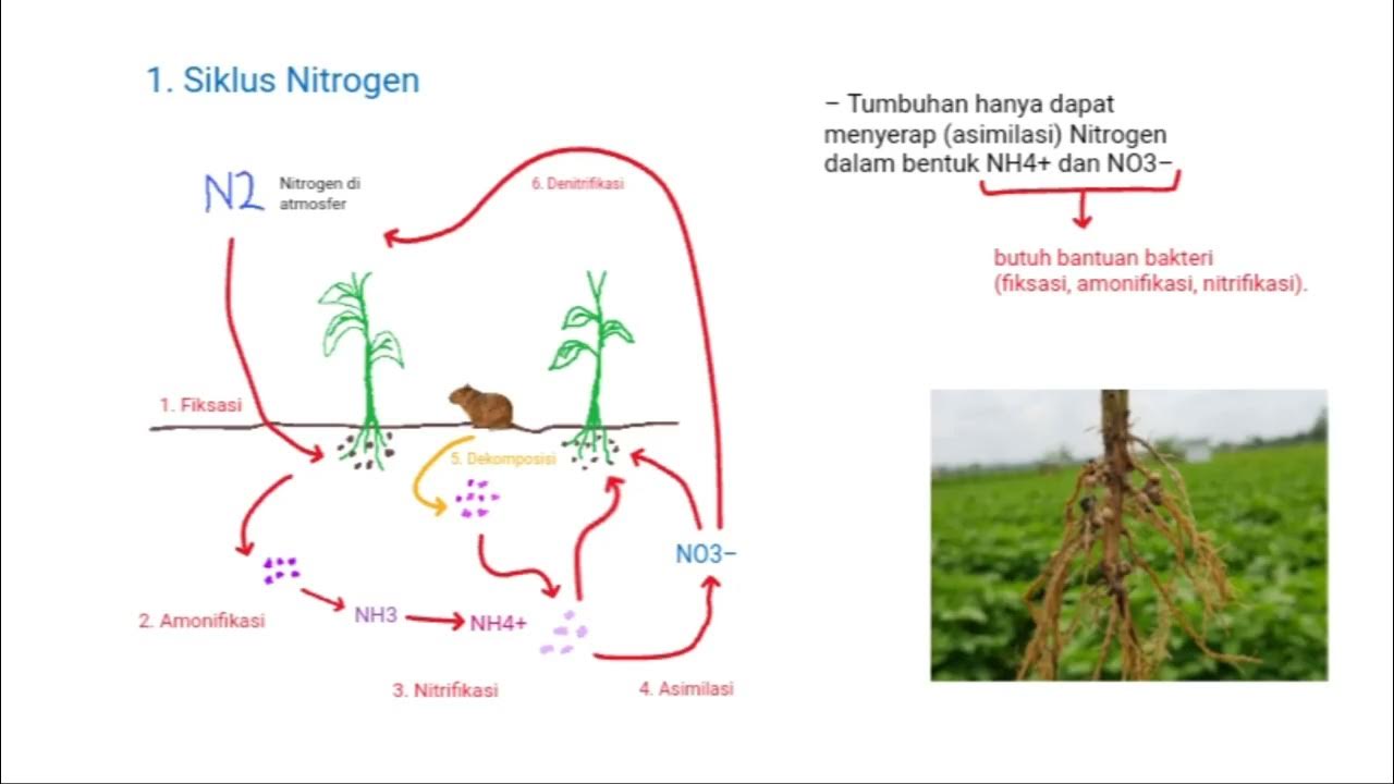 Daur Biogeokimia Daur Nitrogen Kelas 10 Youtube Porn Sex Picture
