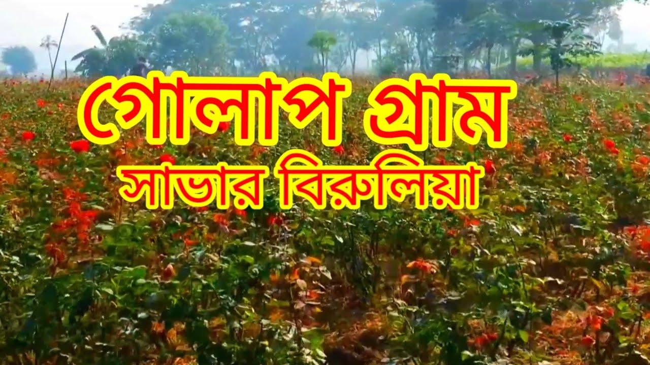 Golap Village. Birulia of Savar || গোলাপ গ্রাম সাভারের বিরুলিয়া - YouTube