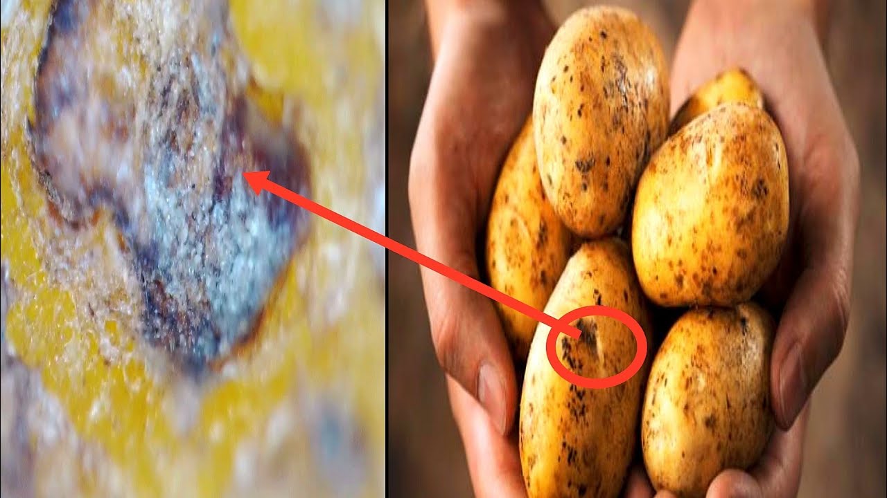 potatoes under the microscope| البطاطا تحت المجهر#microscope #beauty # ...