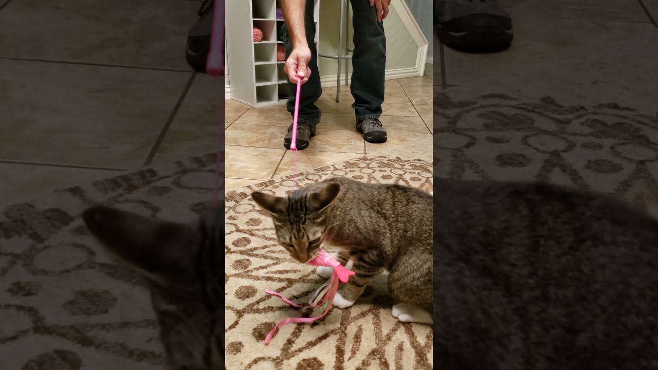 ANGRY FISHING CAT RRRRRGG Part 2 #shorts - YouTube