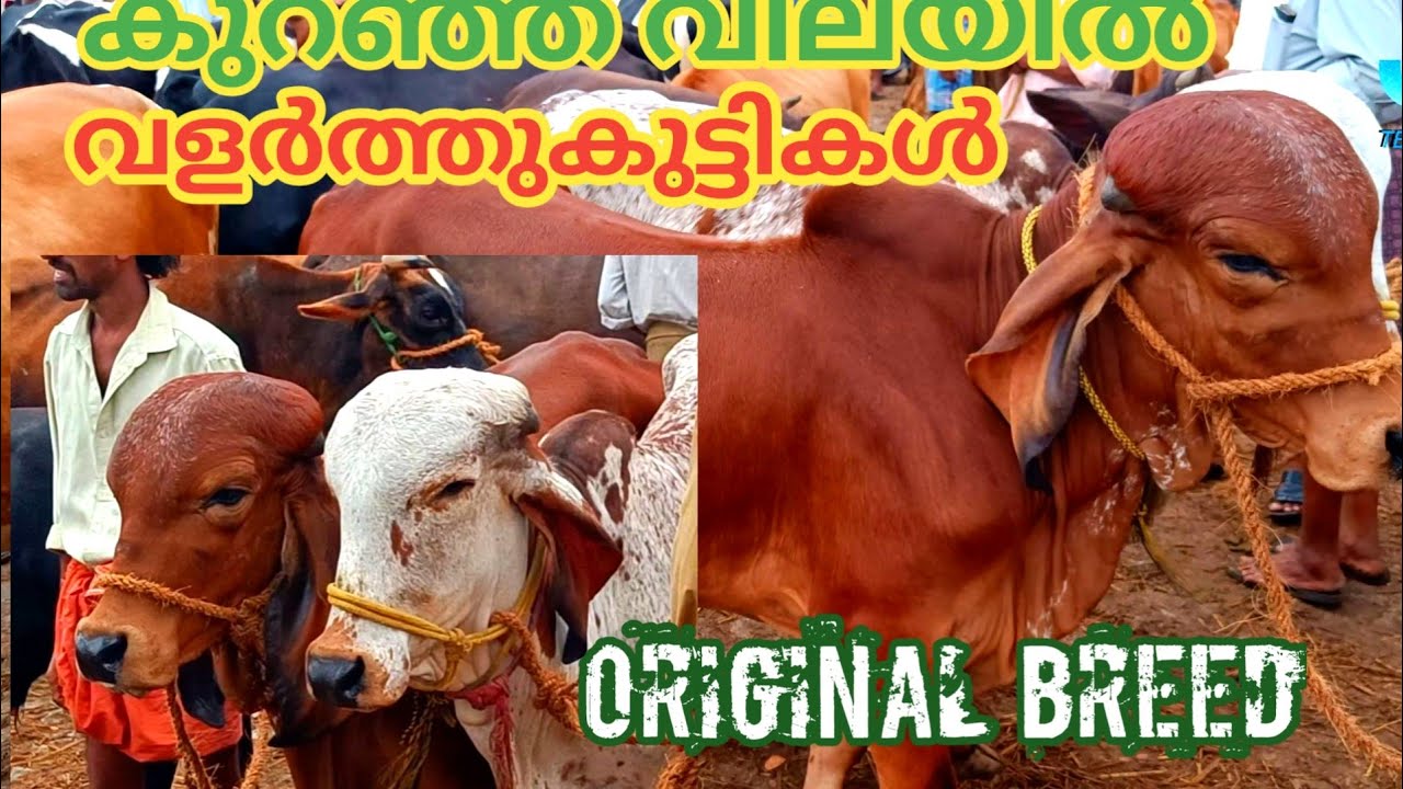 പശുക്കളും വളർത്തുകുട്ടികളും | വിലസഹിതം | 1/10/22 | kuzhalmannam chandha | Buffalo | TECH AND ...