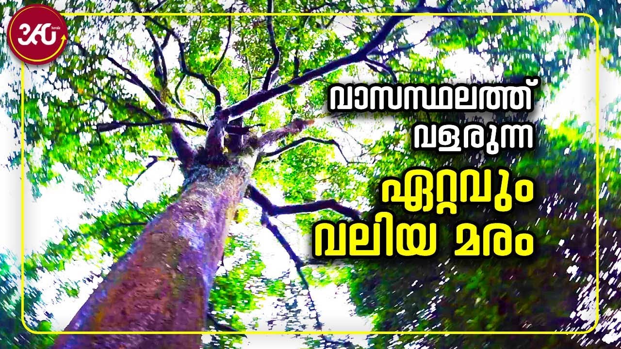 Anjili Tree | വാസസ്ഥലത്ത് വളരുന്ന ഏറ്റവും വലിയ മരം - YouTube