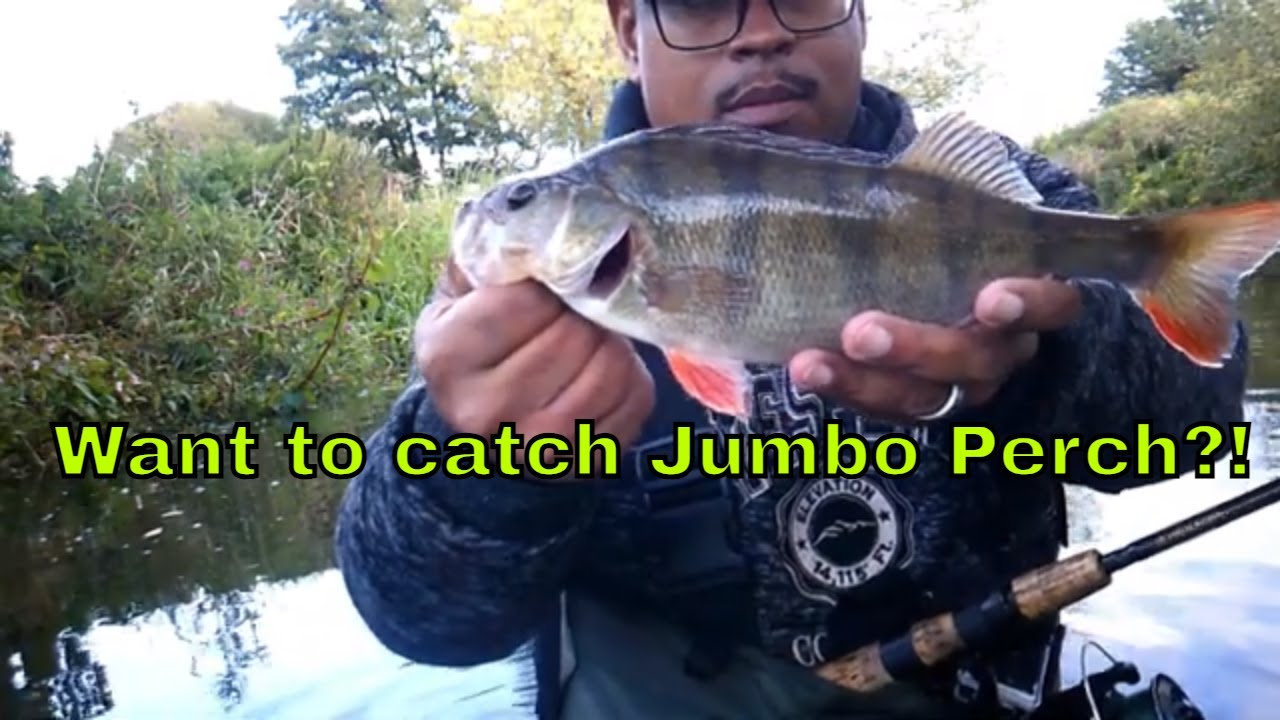 Fishing How to Catch Jumbo Perch - Fishing for Beginners - YouTube