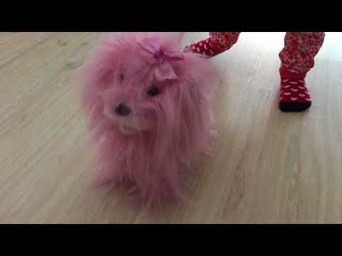 Bir Zamanlar Kral İdik Mısıra Çocuk Şarkısı ve Sözleri 😉 ile Zehra oynarken, çocuk şarkıları 2017