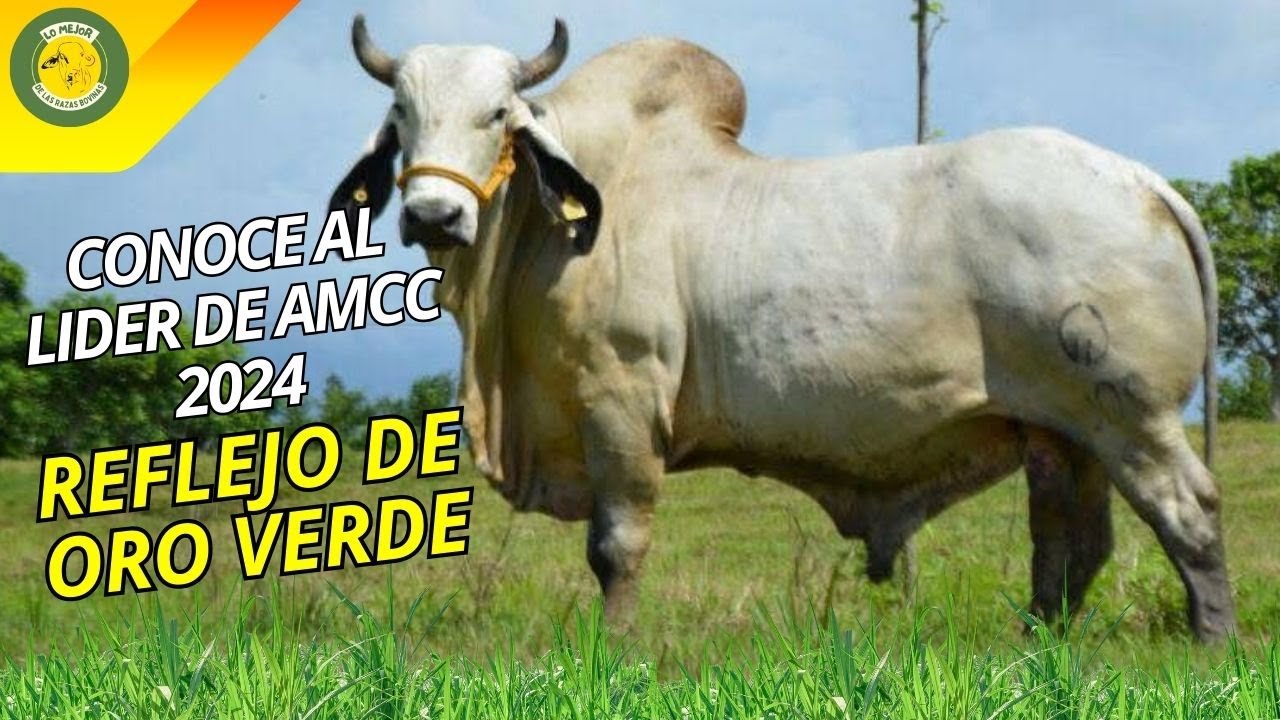 ¡El toro Sardo Negro #1 del 2024! Conoce al líder del ranking AMCC ...