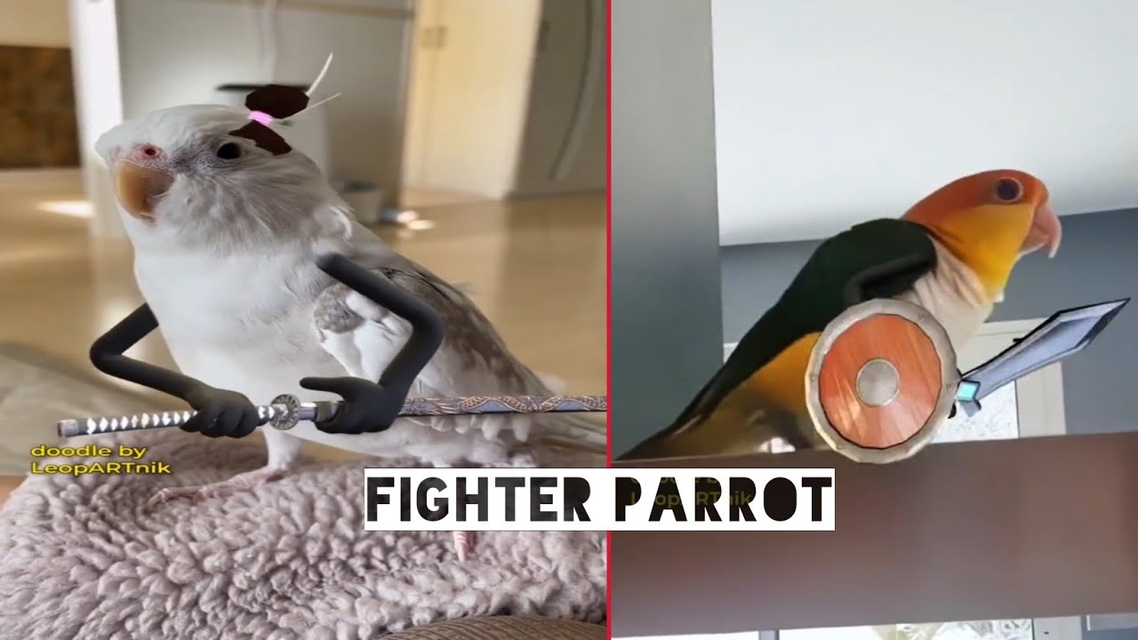 Cute and smart parrots parrot talking like human || part 2 - YouTube