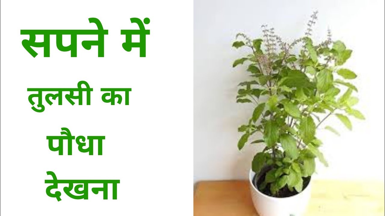 सपने में तुलसी का पौधा देखना || Sapne mein tulsi ka poudha dekhna ...