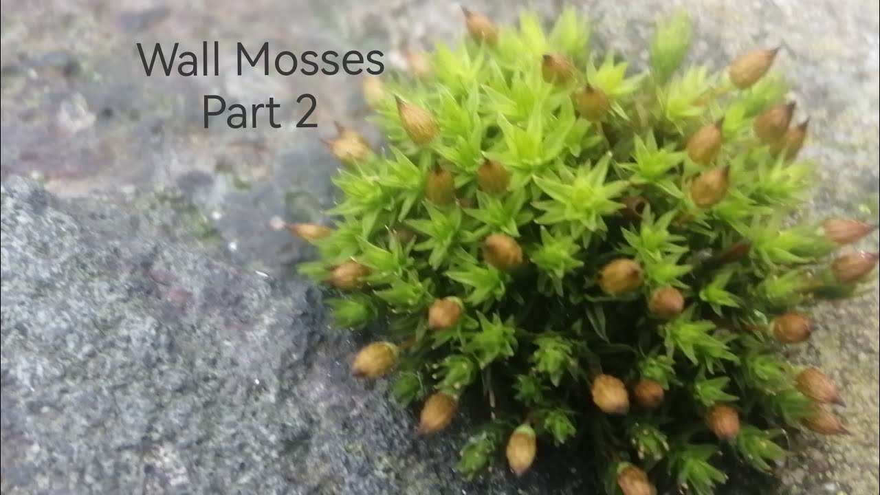 Wall Mosses Part 2: ID Problems #bryophytes - YouTube