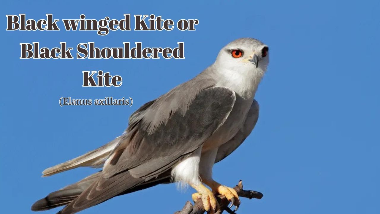Black-Winged Kite Video: The Ultimate Predator You Need to See! Black ...
