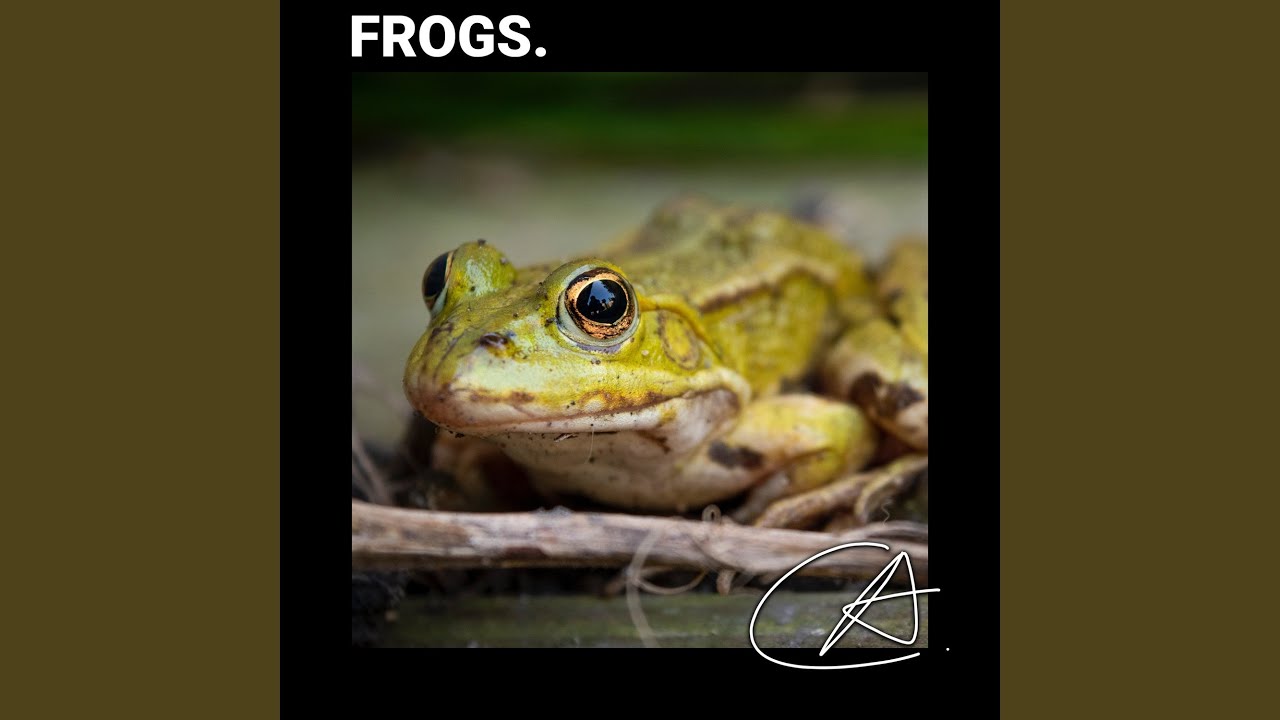 Calm Frog sounds in Chilling Night of Christmas helps you relax - YouTube