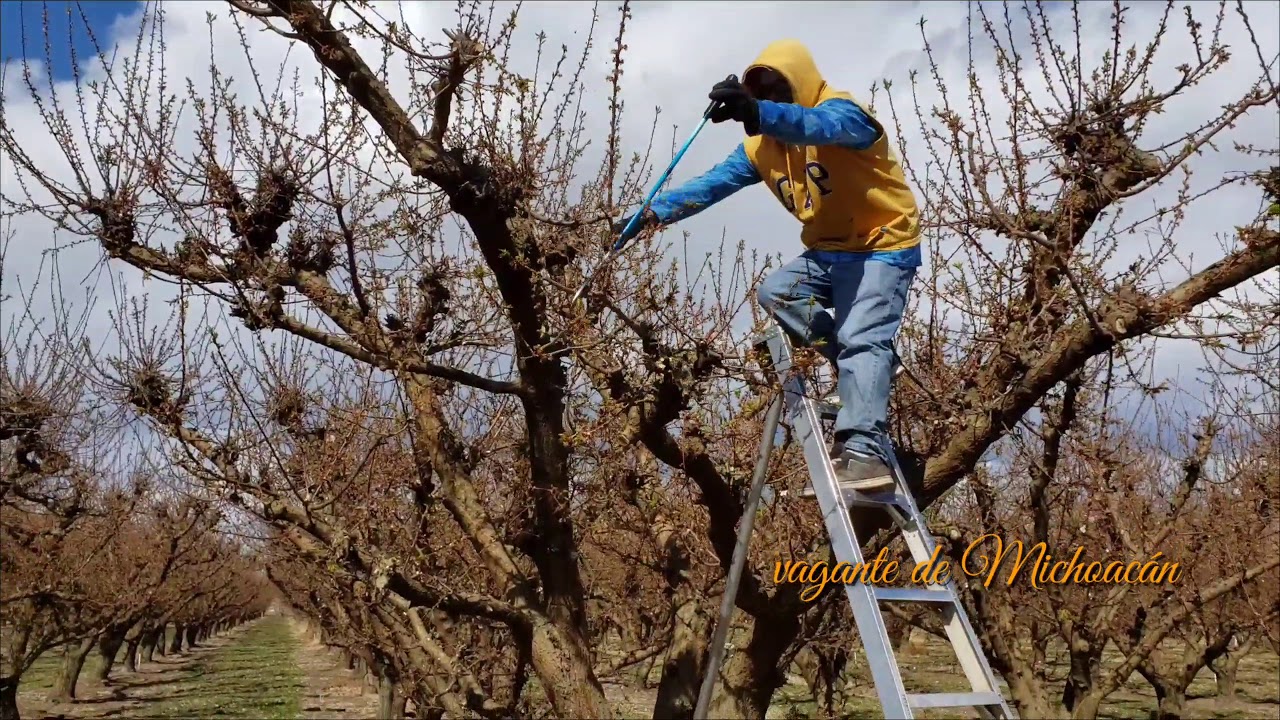 Como Podar Arboles De Alboricoque O Chabacano/ How To Prun Tress That ...