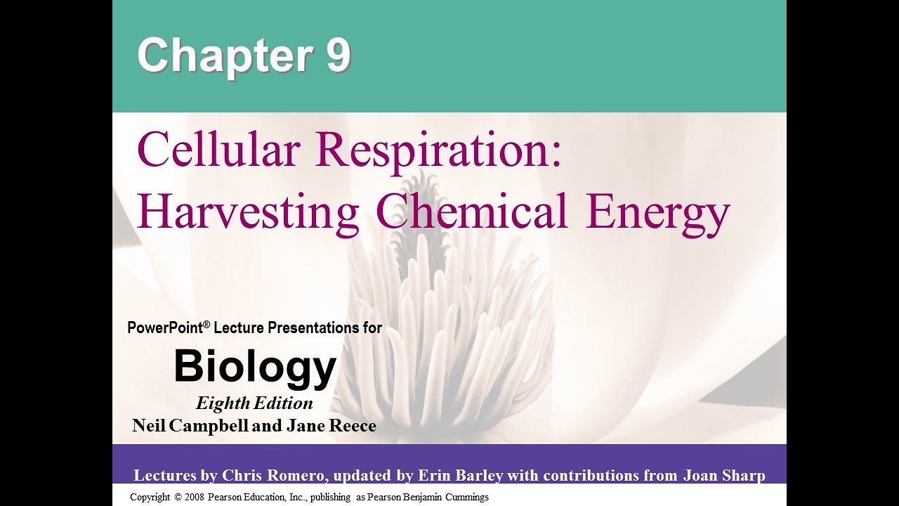 Lecture 10: CH 09: Cellular Respiration: Harvesting Chemical Energy ...