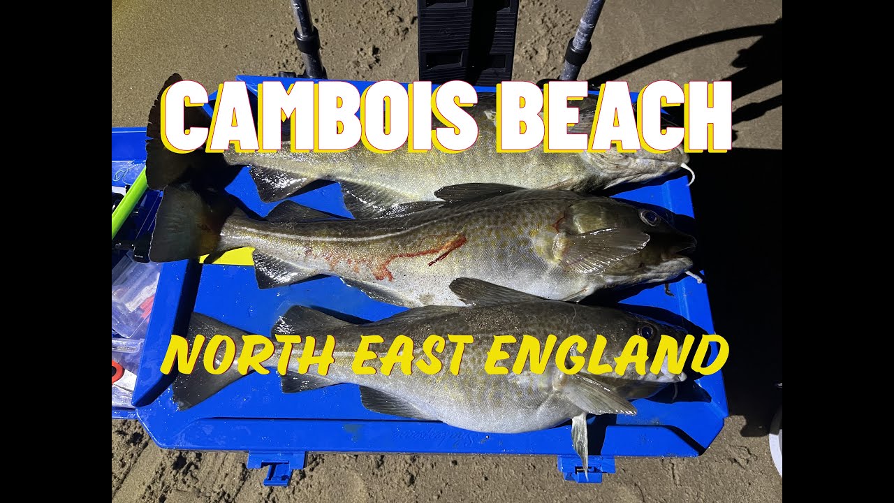 Cod Fishing On Cambois Beach | Big Baits | Northumberland | North East ...